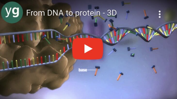 From DNA to protein-3D【解剖生理】 - リジェラボ！